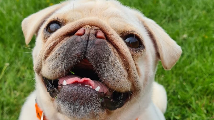 Can you help Pillsbury ‘The Pudgy’ Pug with his health problems ...