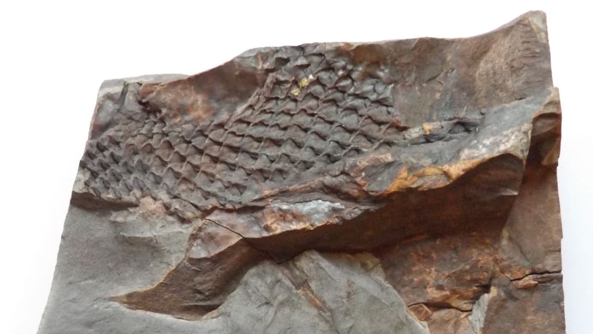 A rare 375 million-year-old fossil unearthed in a South Hams garden ...