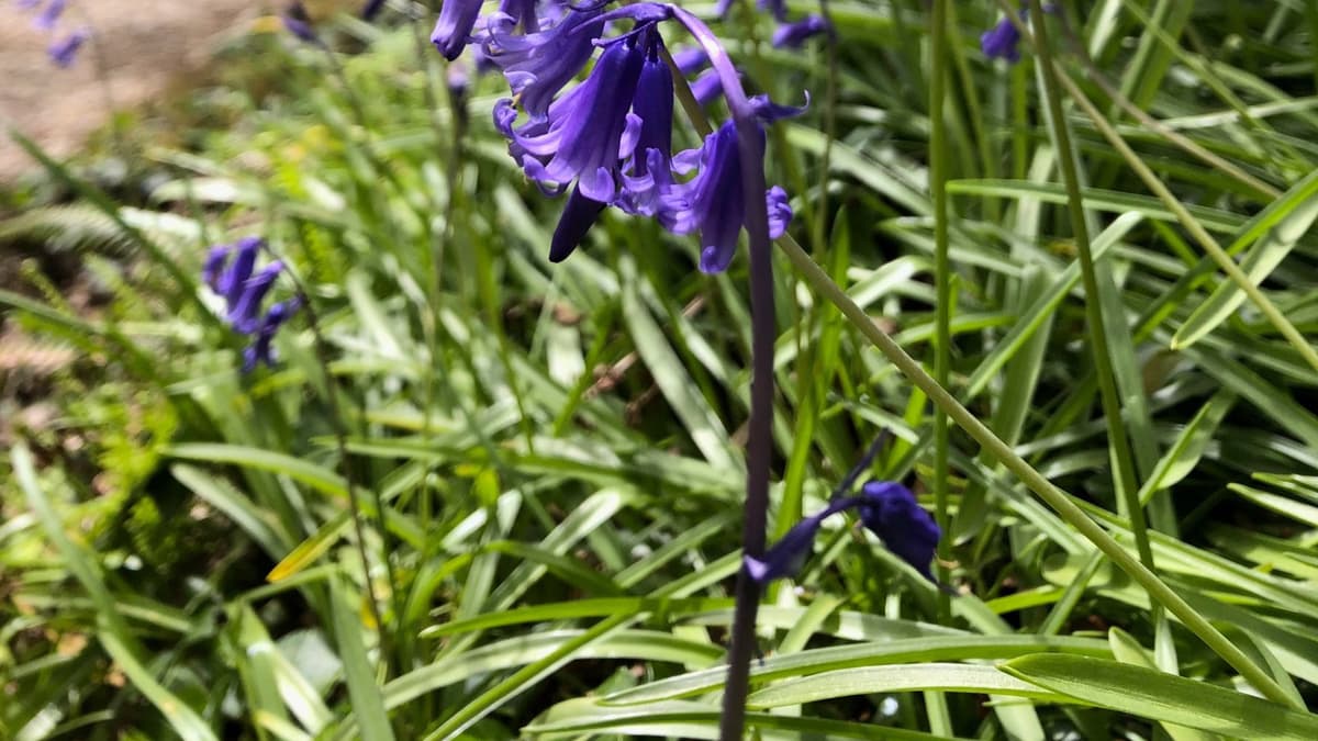Bluebell wood at Loddiswell open in all its glory this weekend ...