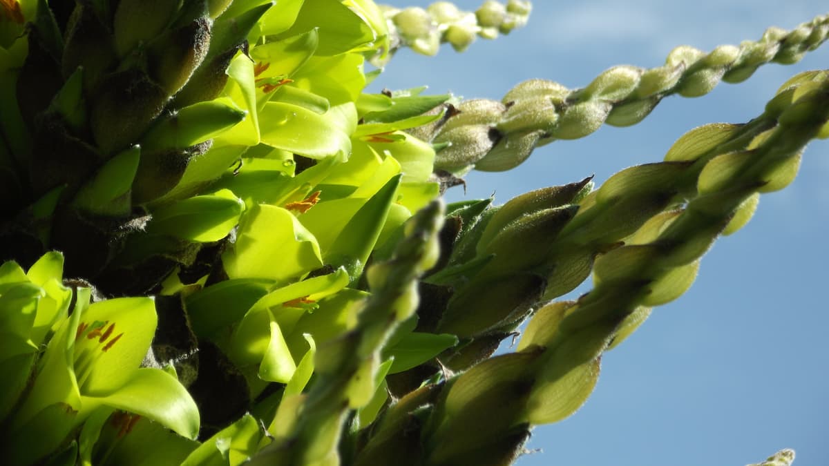 Rare plant is set to flower for first time in more than a decade ...