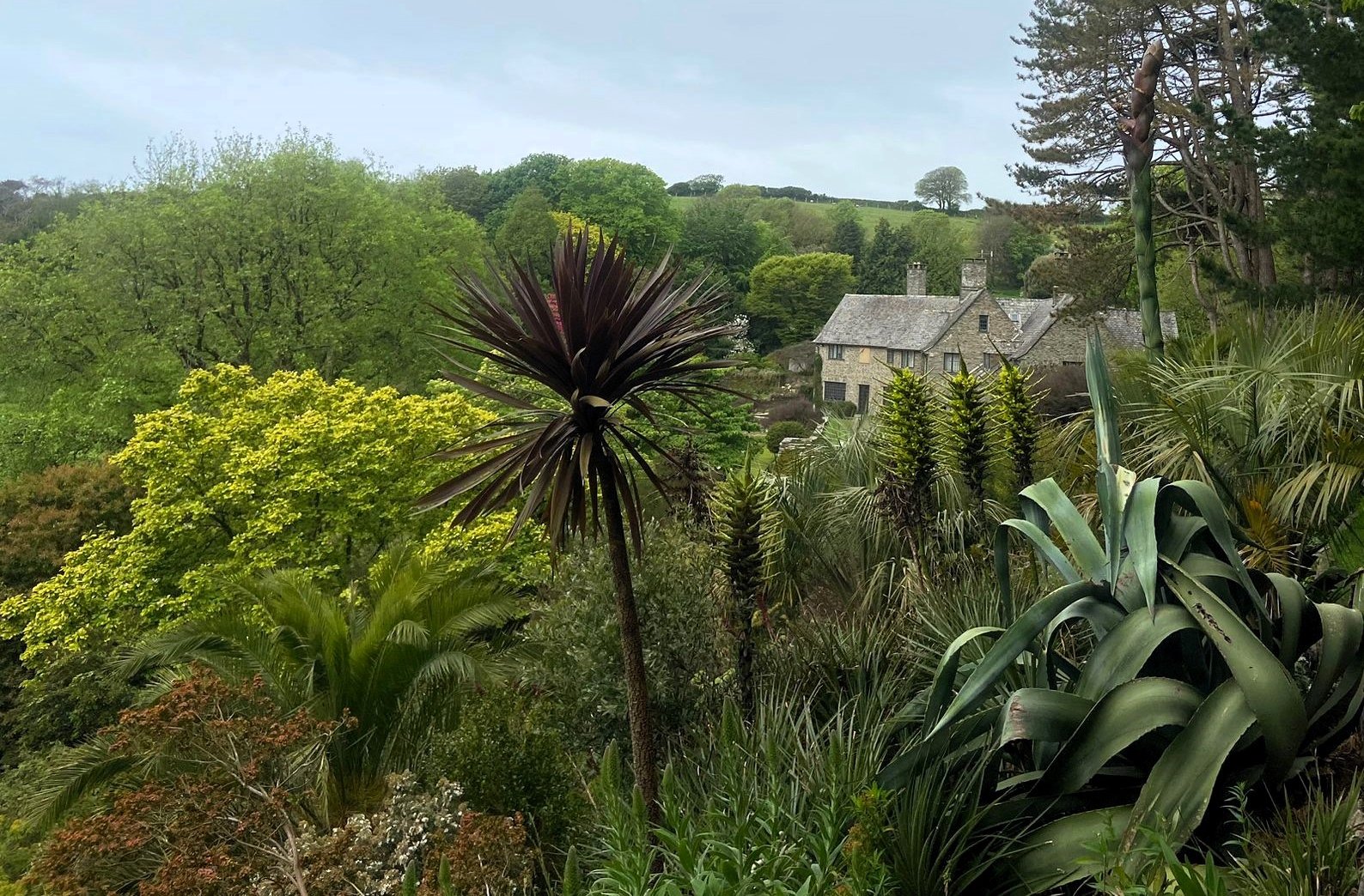 Long-awaited flower shows signs of bloom | dartmouth-today.co.uk