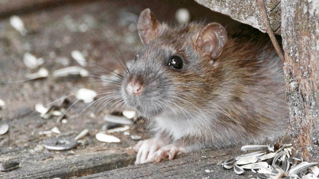 Plymouth's rat search surge: new study reveals | dartmouth-today.co.uk