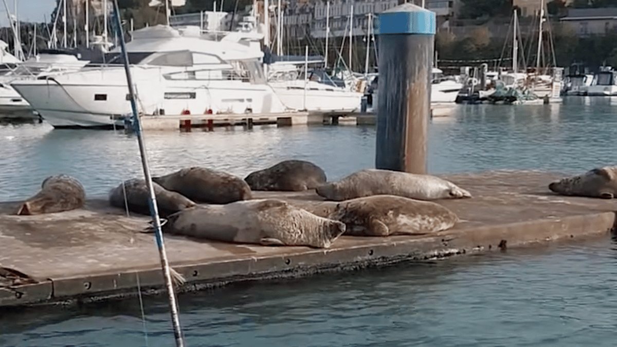 Marine charity warns bites by the sea mammal carry ‘nasty’ blood ...