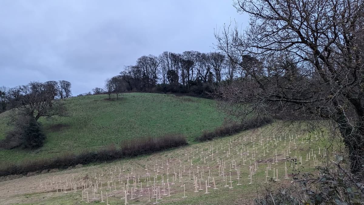 800 trees planted south of Totnes | dartmouth-today.co.uk