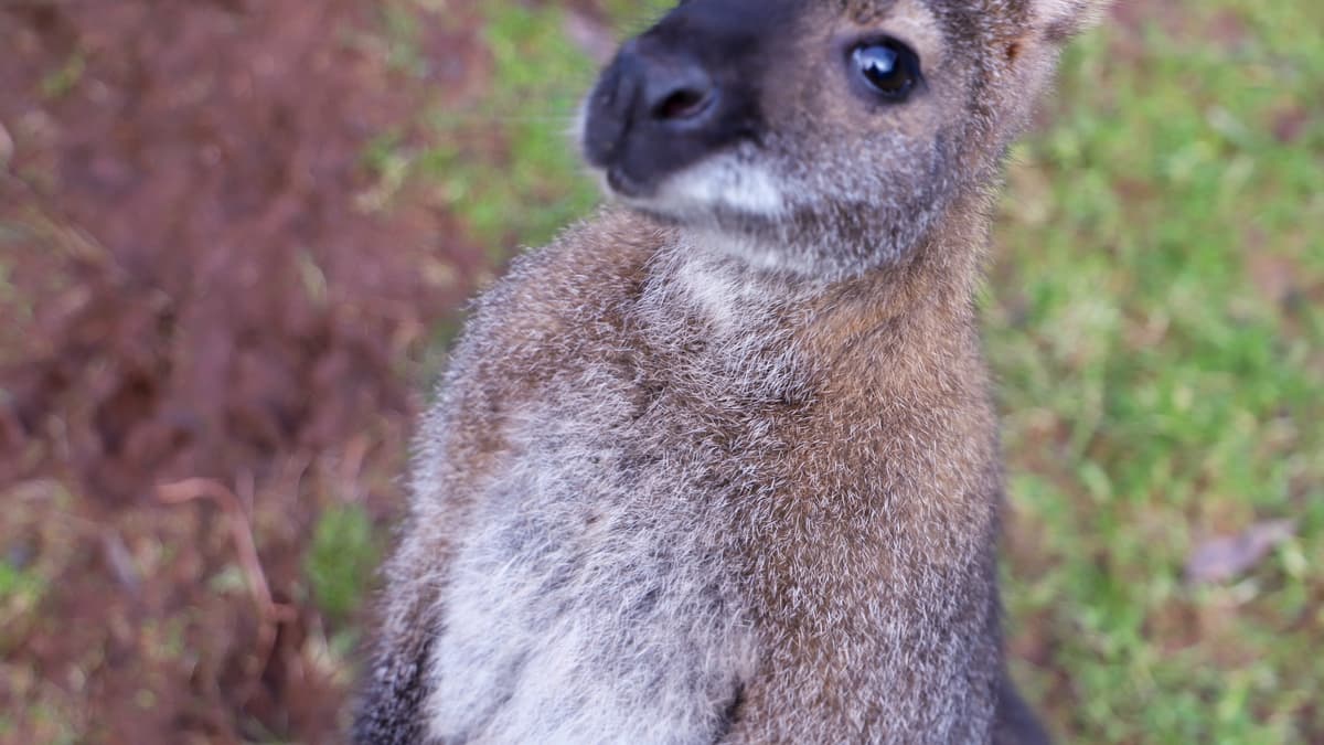 Stripe and Pretty Boy poised to join eight fellow marsupials at new ...