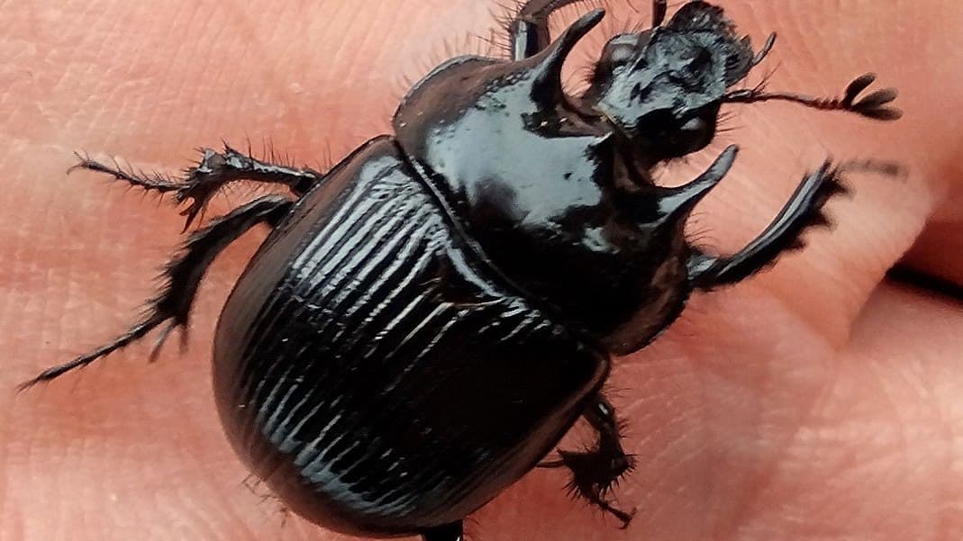 Fiona van Es | Big black beautiful beetles | dartmouth-today.co.uk