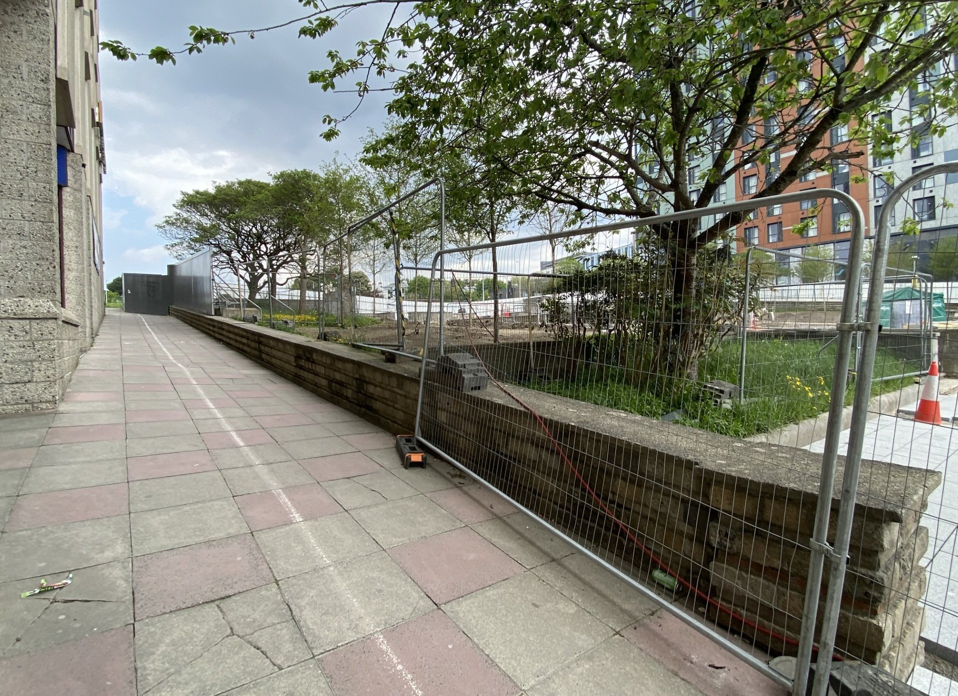 Plymouth recognised as 'Tree City of the World' for massive tree ...