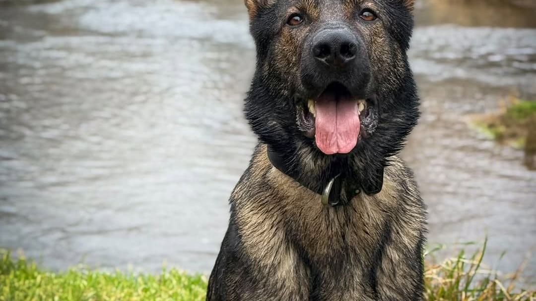 Heroic police dog captures motorcyclist | dartmouth-today.co.uk