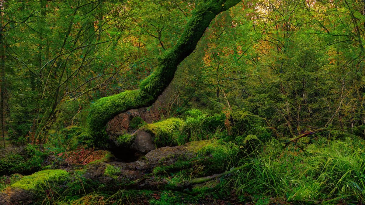 Caroline Snow | Seeing the wood for the trees | dartmouth-today.co.uk