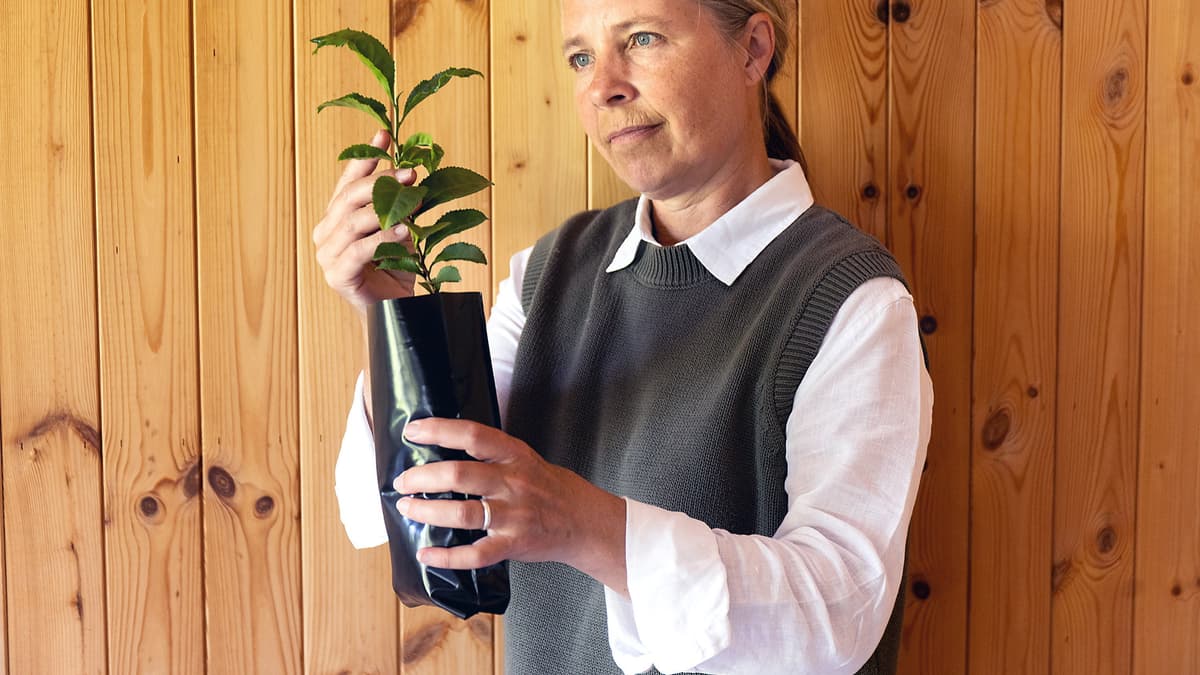 scientists explore growing tea in space: could it support lunar living ...