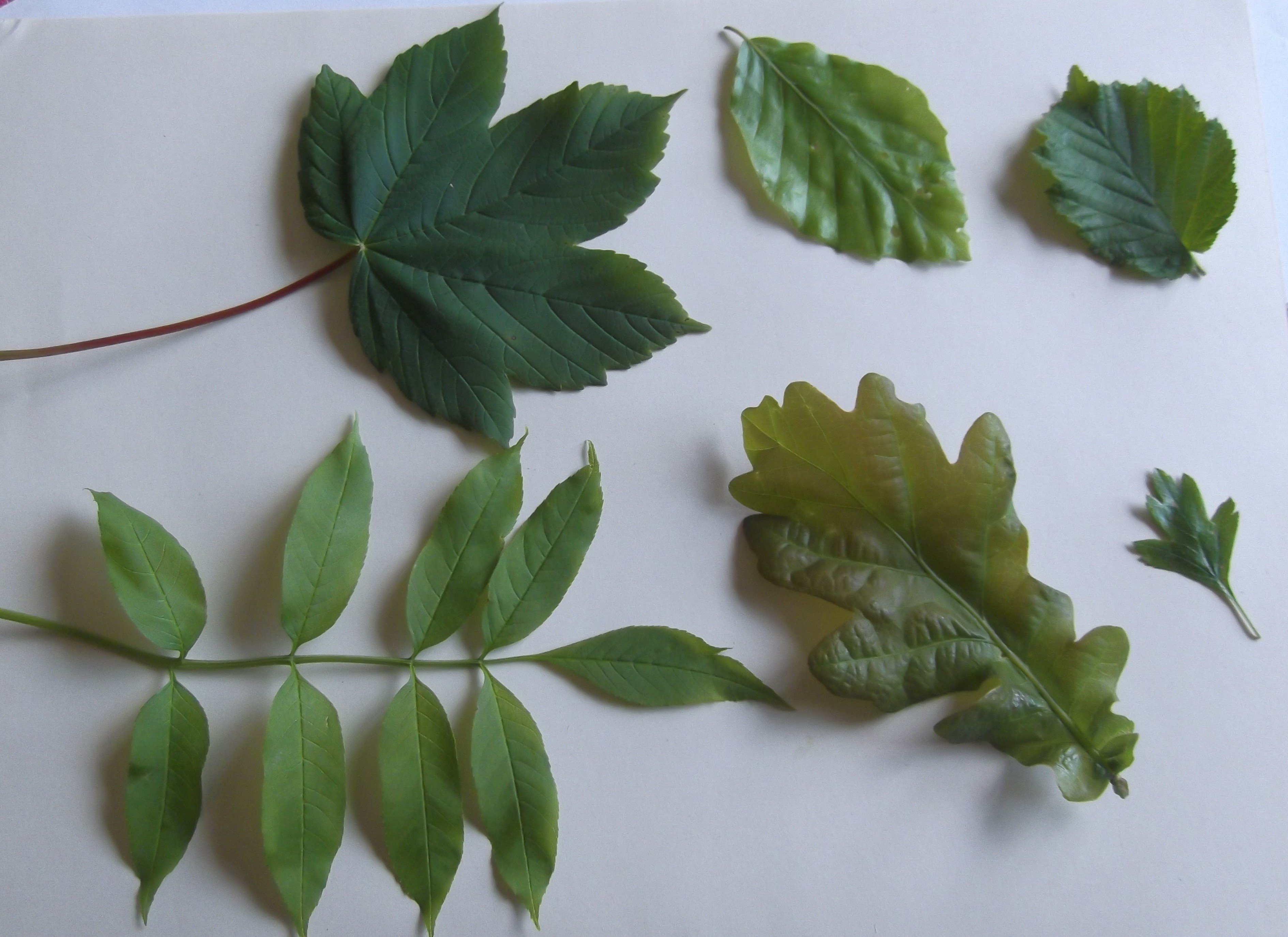 Autumn leaf challenges: Can you name the trees and their fruits ...