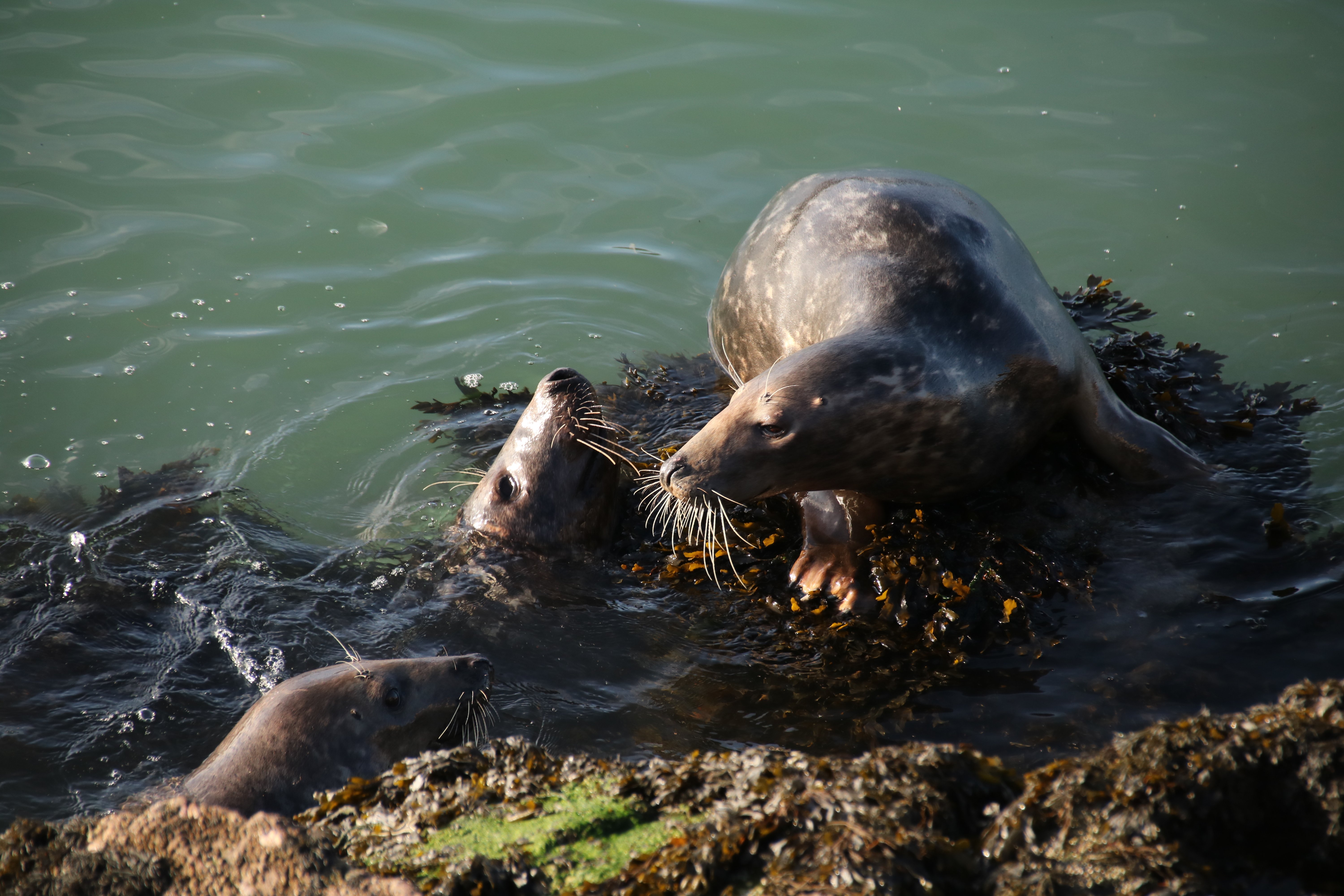 Nature Diary by Alice Henderson | Birdwatching delights in Berry Head ...