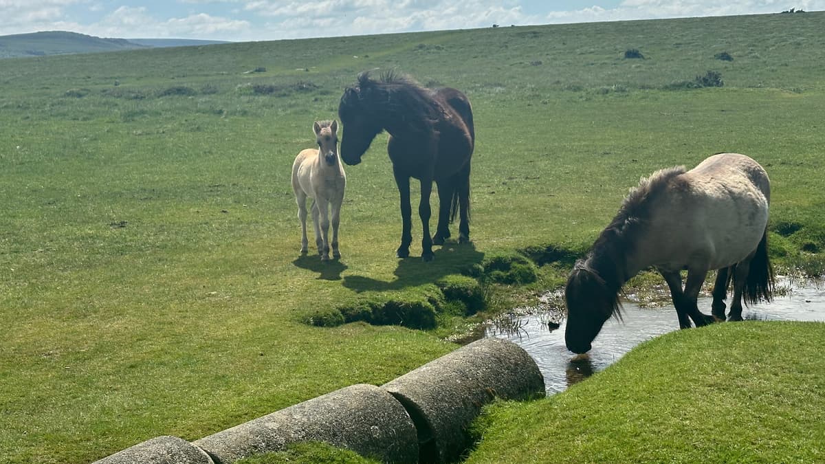 Dartmoor pony cull petition reaches 145k signatures | dartmouth-today.co.uk
