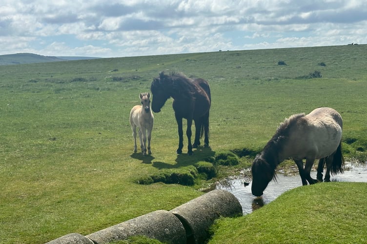 Dartmoor pony cull petition reaches 145k signatures | dartmouth-today.co.uk