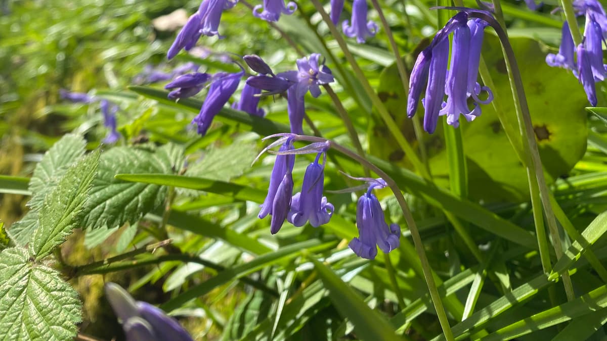 Join Deer Wood's bluebell art weekend | dartmouth-today.co.uk