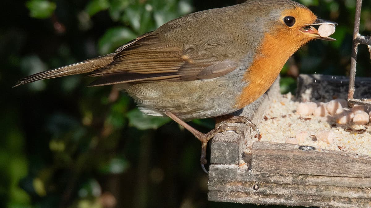 Nature Diary by Geoff Foale | Should we feed garden birds? | dartmouth ...